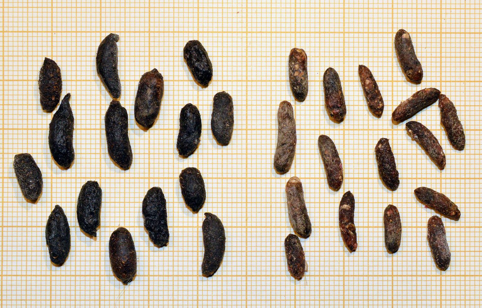 Caca de rata ¿Cómo es? Aprende todo sobre este roedor