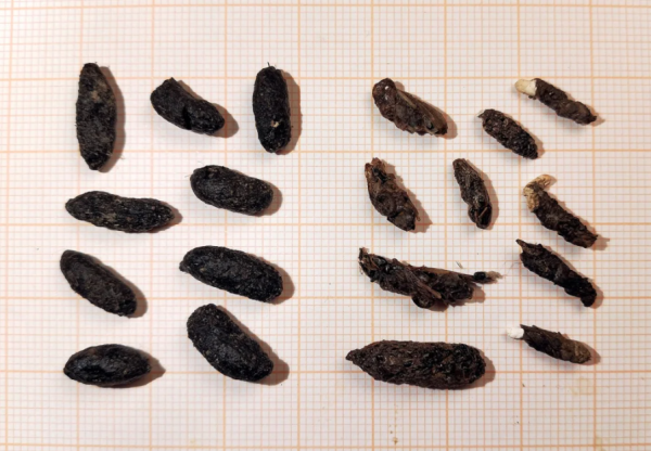 Caca de rata ¿Cómo es? Aprende todo sobre este roedor