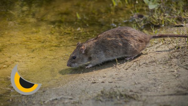 Caca de rata ¿Cómo es? Aprende todo sobre este roedor