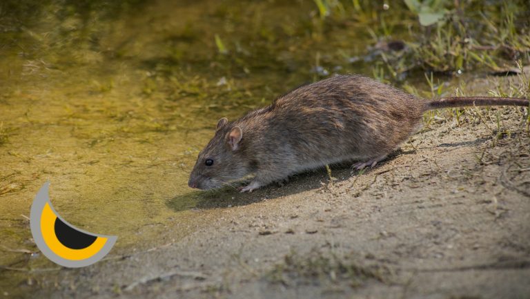 Caca de rata ¿Cómo es? Aprende todo sobre este roedor